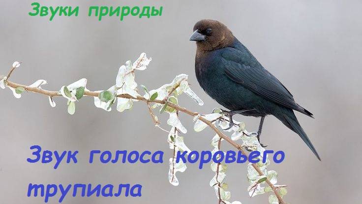 Звук голоса буроголового коровьего трупиала. Звуки природы