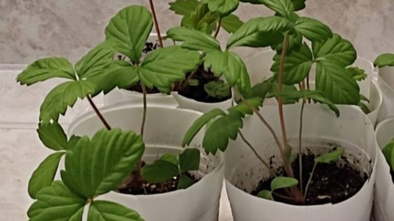 Результат первого опыта выращивания рассады садовой клубники (земляники) из семян