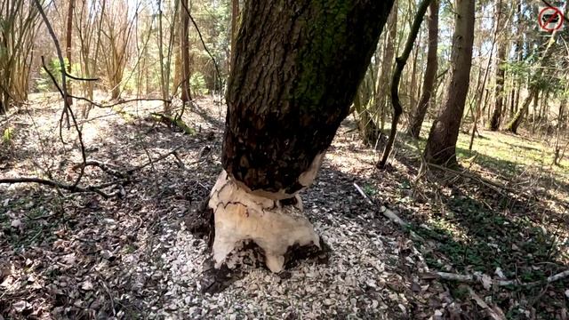 Путешествия по Беларуси: Линия Сталина - Ротный район В