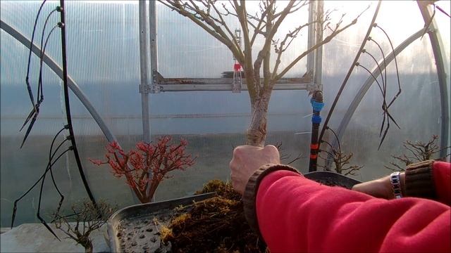 Бонсай открытая книга от А до Zють Корни обрезка весна 2025 год продолжение 49 часть