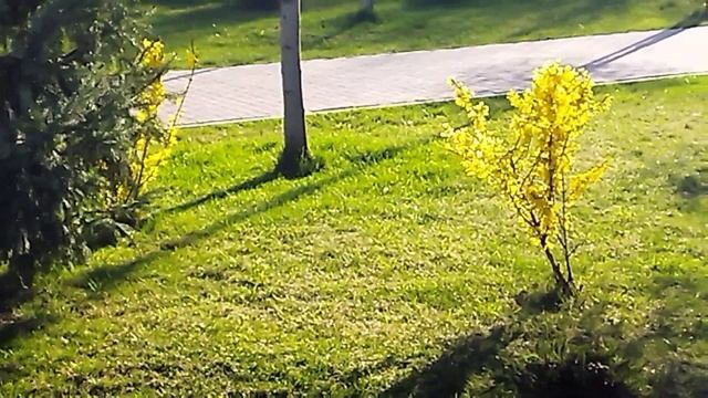 Саратов сквер М Расковой Лётчица штурман. Герой Советского Союза.Музыка И С Бах.