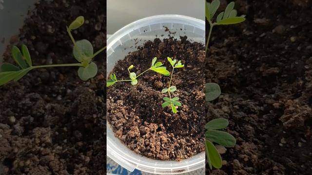 Как выглядит Мимоза Стыдливая через 8 дней после всходов (1)