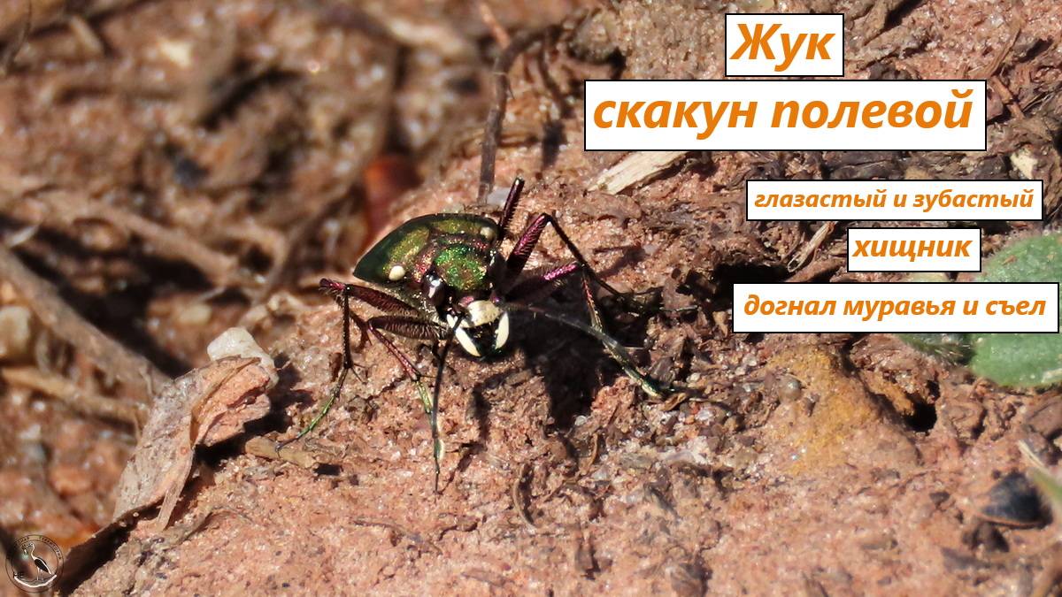 Зелёный глазастый "зубастый" - жук скакун полевой. Любитель муравьев и мух