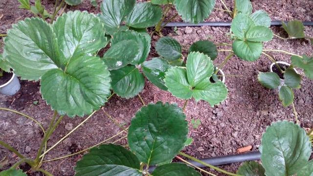 Кабрилло  клубника я в восторге!!!