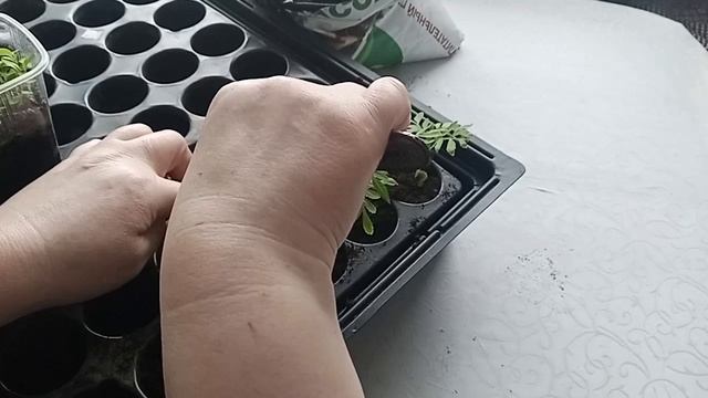 Когда пересаживать астры?