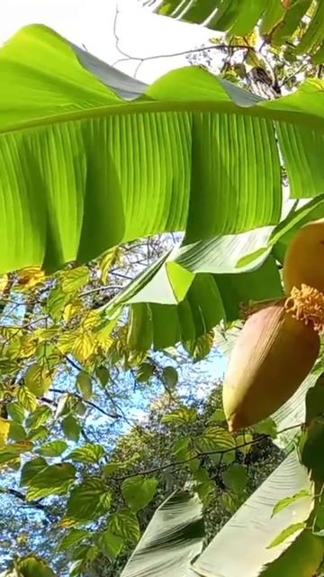 Листья банана в Сочи.