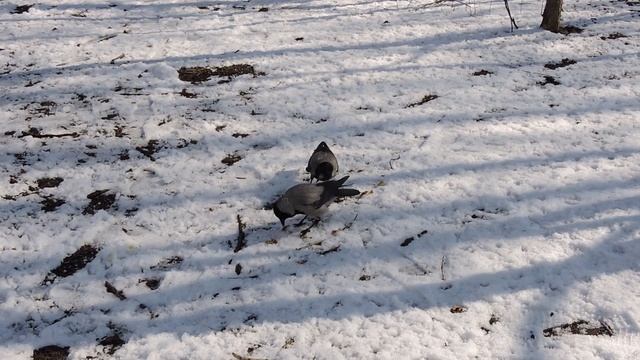 Вороны Основинского парка. Апрель 2025.