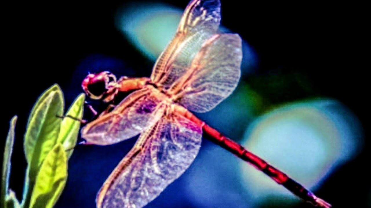 Осип Мандельштам "Медлительнее снежный улей..." Читает Павел Морозов