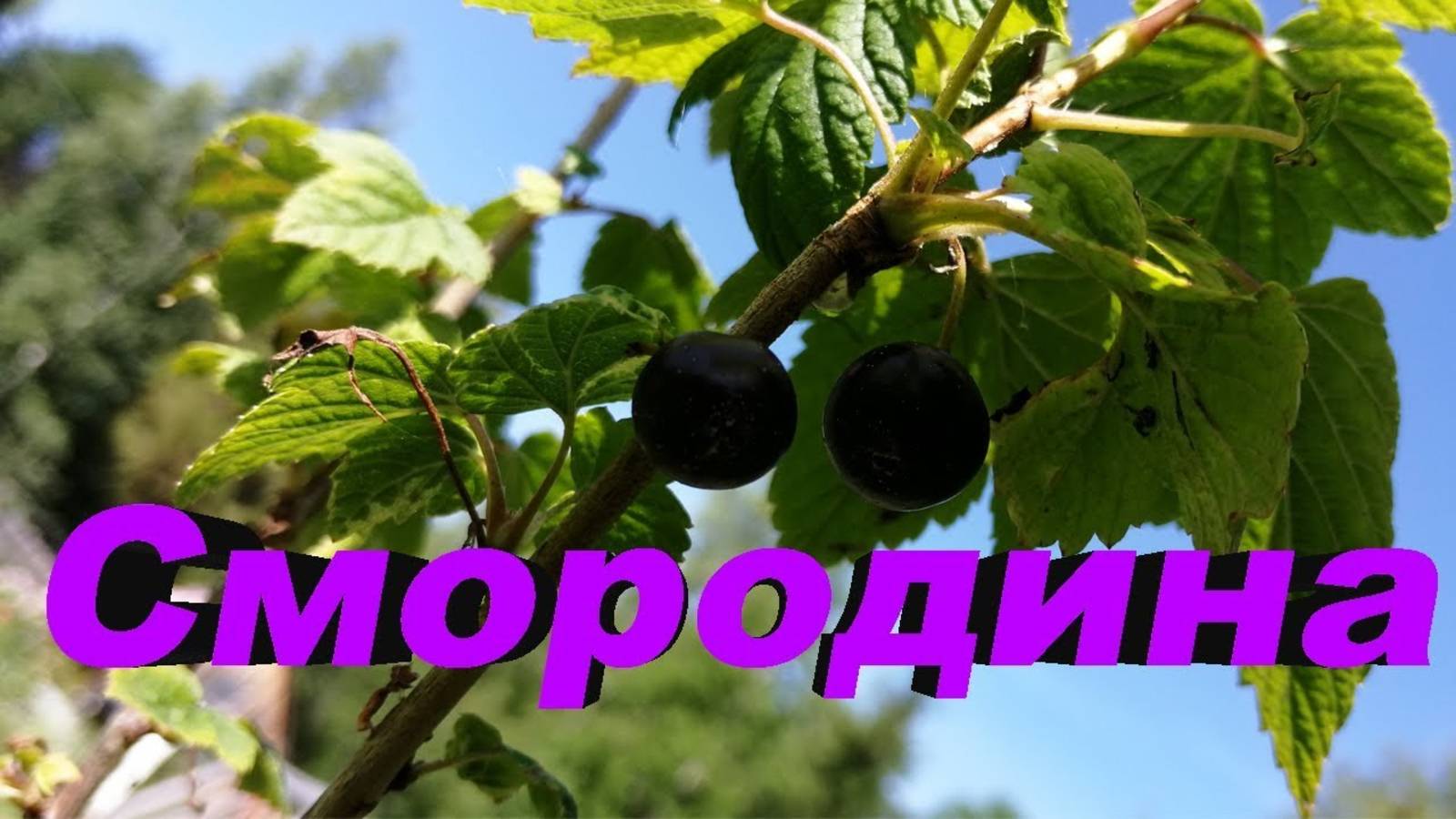 Смородина. Полезные свойства и противопоказания.