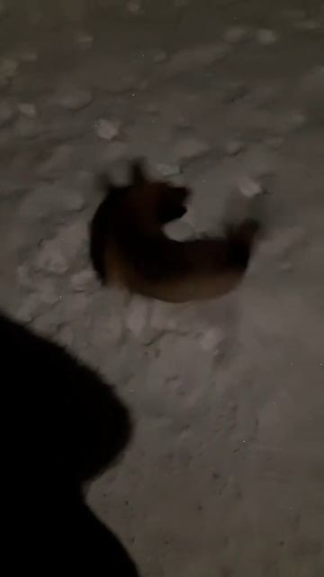 Чапа зажигает