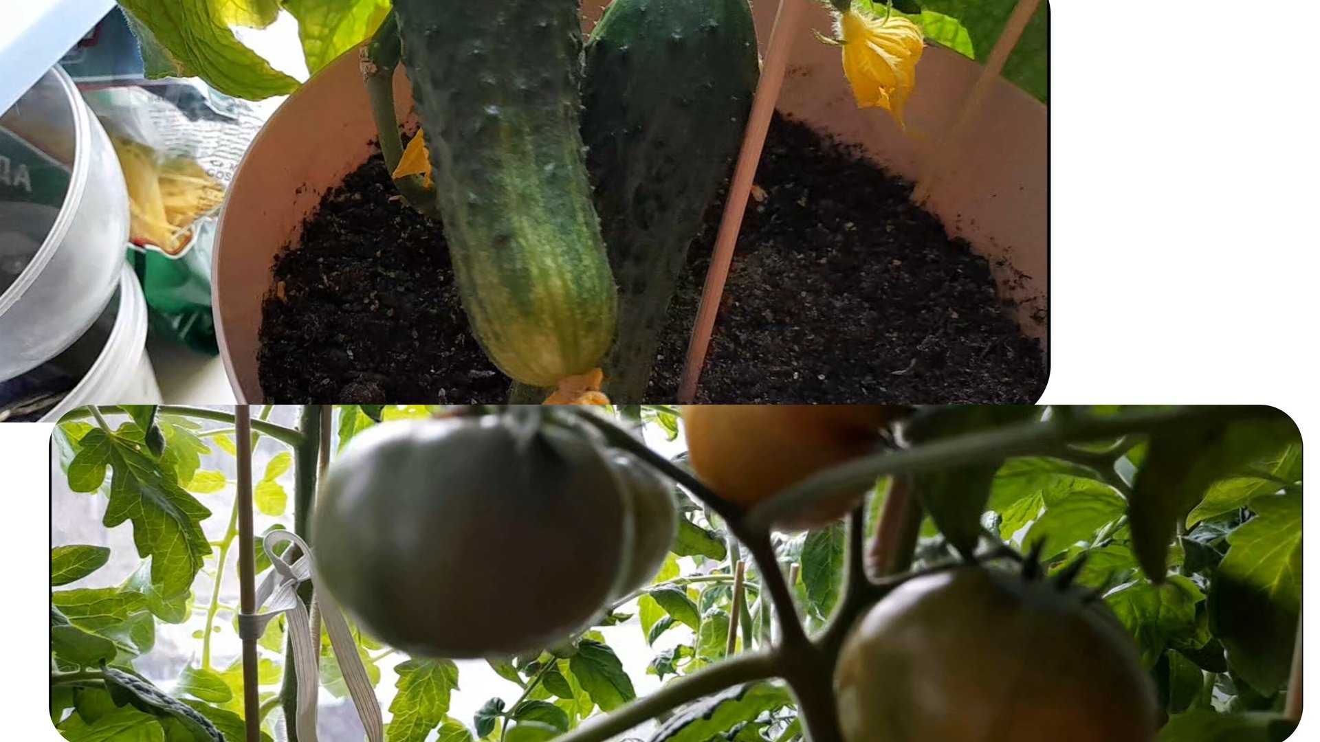 Огурцы Помидоры на окне если нет огорода Огород на окне на севере