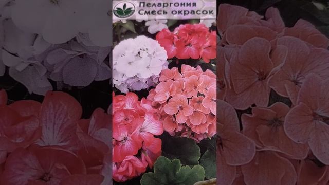 Семена комнатной Пеларгонии взошли не все. Но даже этим всходам я рада.