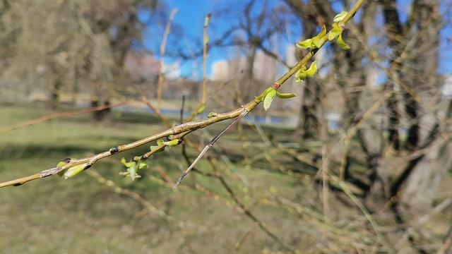 Усадьба Измайлово. Запах весны. Мать-и-мачеха. Пролеска. Москва. Апрель 2025