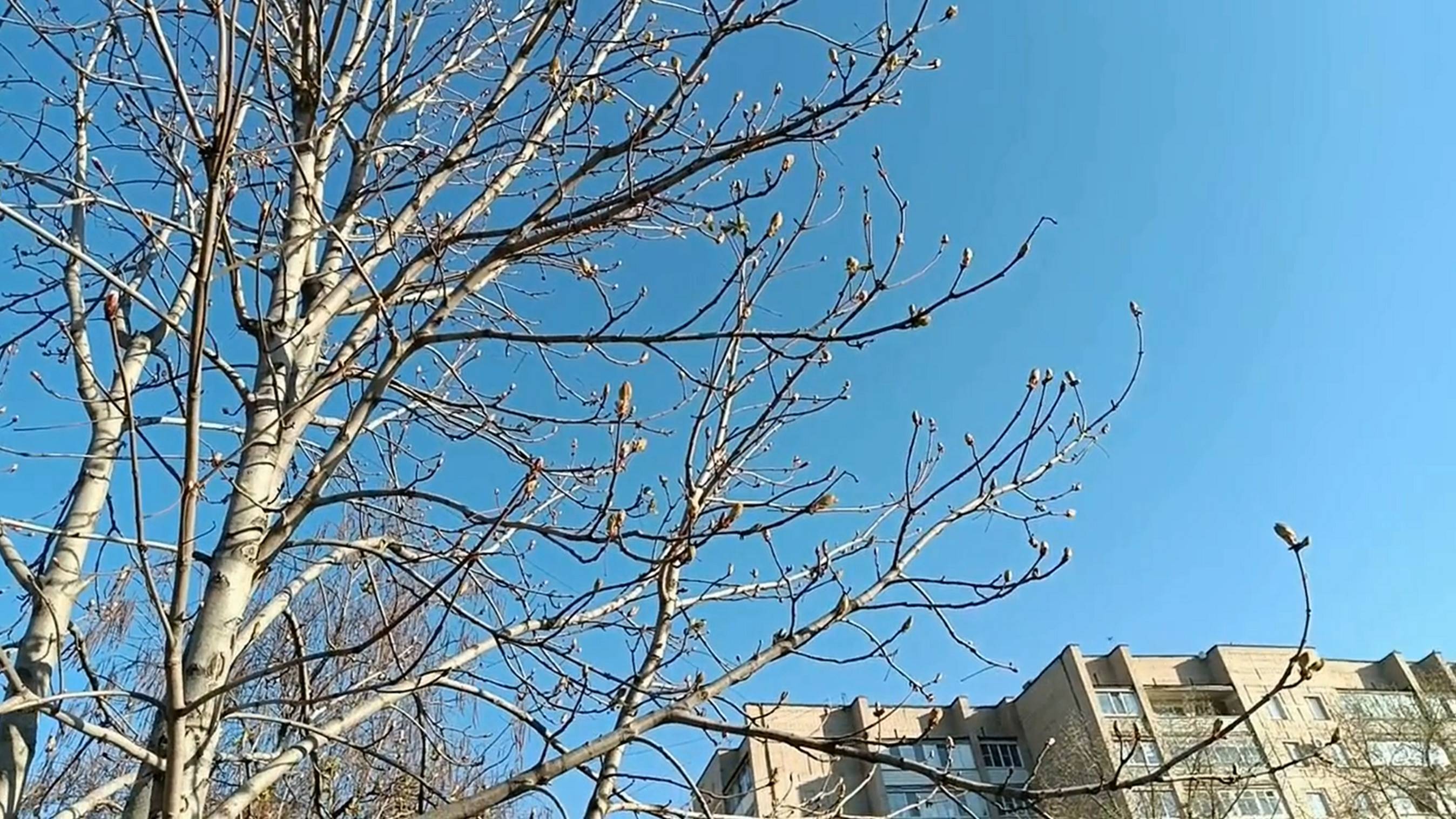 Каштан распускает почки