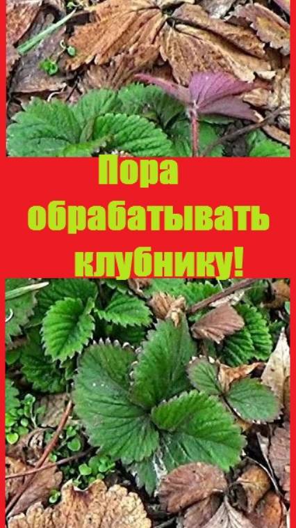 Клубника сорта "Виктория" хорошо перезимовала, начинаю обработку!