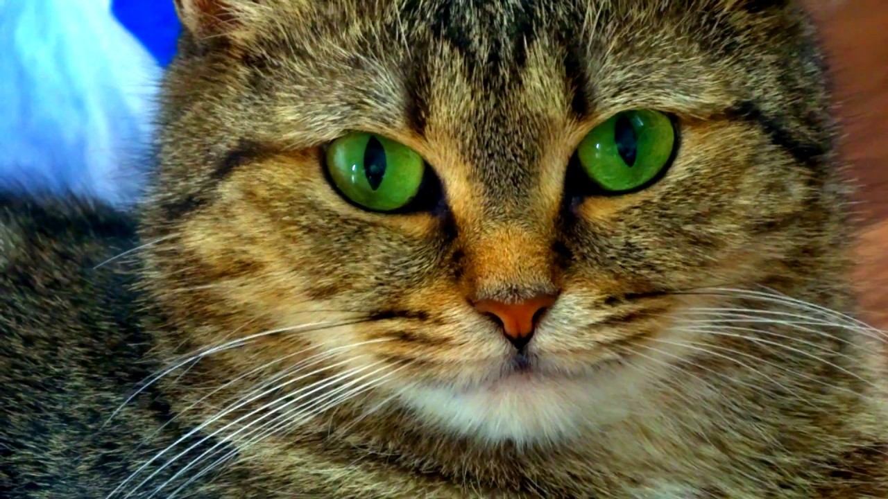 ПРИКОЛЫ КОШЕК. МУСЬКА ГИПНОТИЗИРУЕТ. FUN CATS