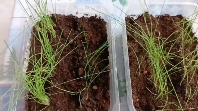 Как вырастить крепкий лук-порей: методы ухода