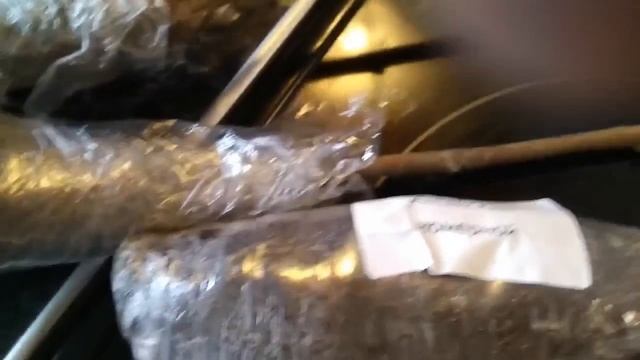 Распаковываю посылку с саженцами