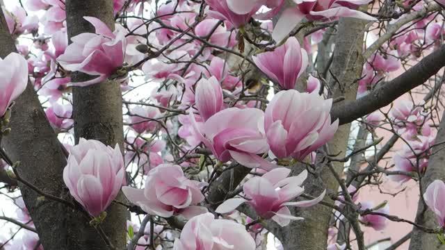 Цветение магнолии в Ессентуках