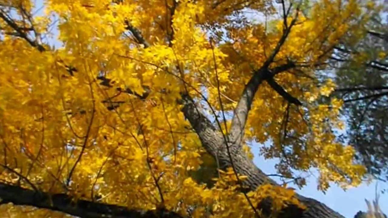 Расшалилася погодушка