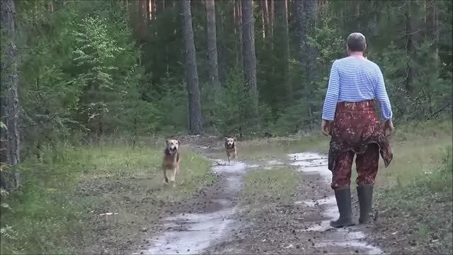Русские гончие . Нота с папой Сигналом - 1 раз в лес.#охотасгончей#собака #животные #топ #hunting