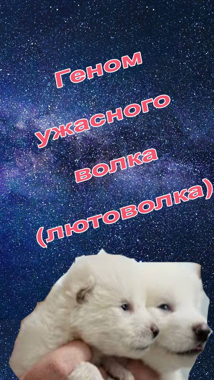 Странности генома ужасного волка, что такого нашли у лютоволков?