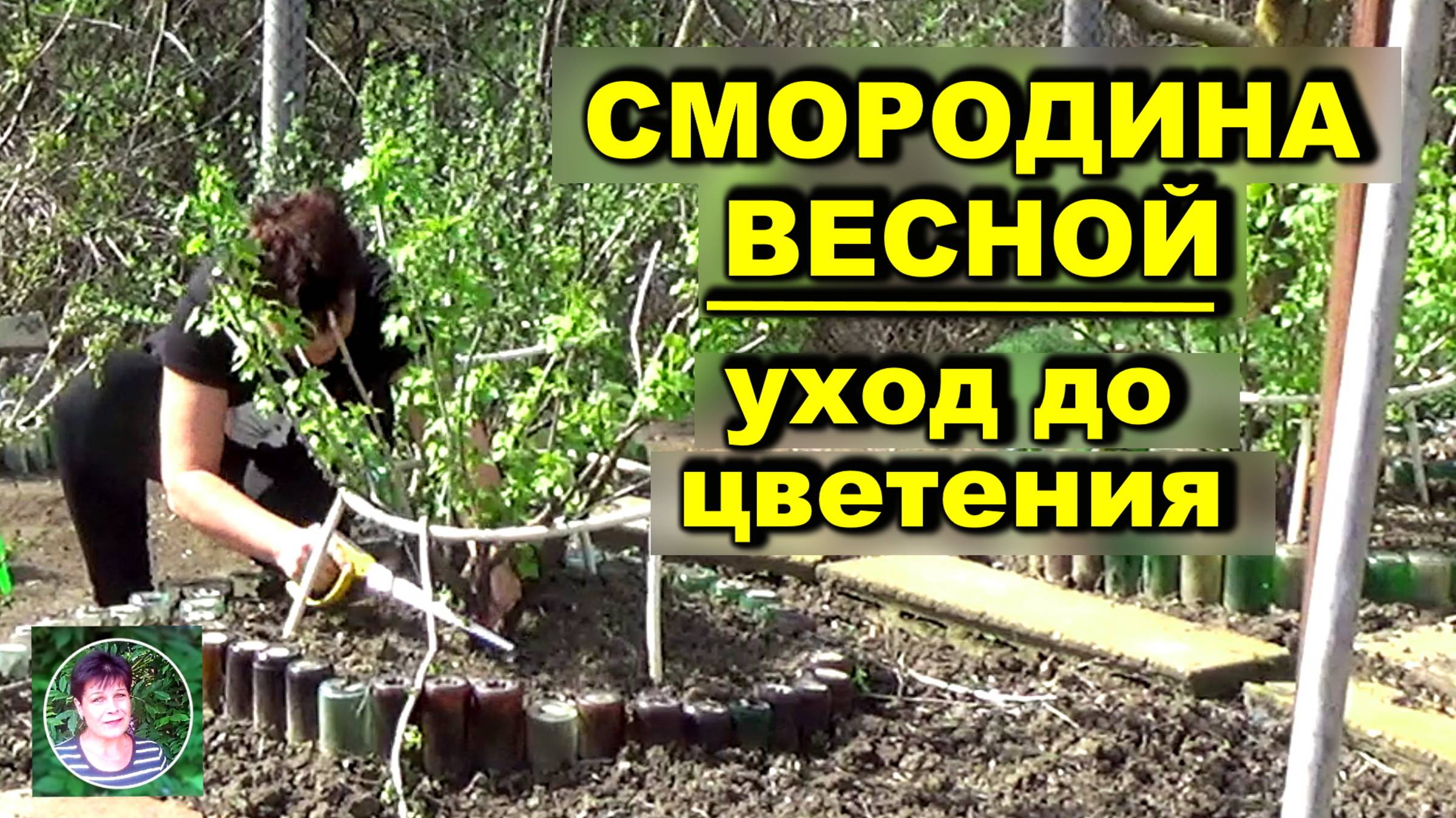 Как ухаживать за смородиной до цветения. Что делаю Чем обрабатываю Чем кормлю