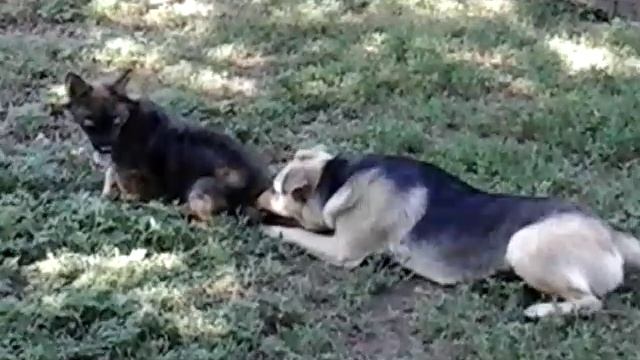 Внимание: на арене борцы Дуся и Чипон, финал сезона!