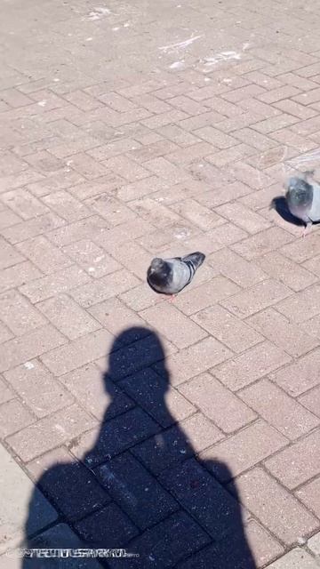 Злой голубь снова начал бежать за друг в друга.