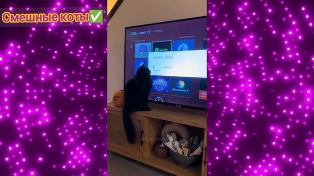Смешные коты Подборка #47 / Забавные видео про домашних животных/ Смотреть приколы про котиков 2025