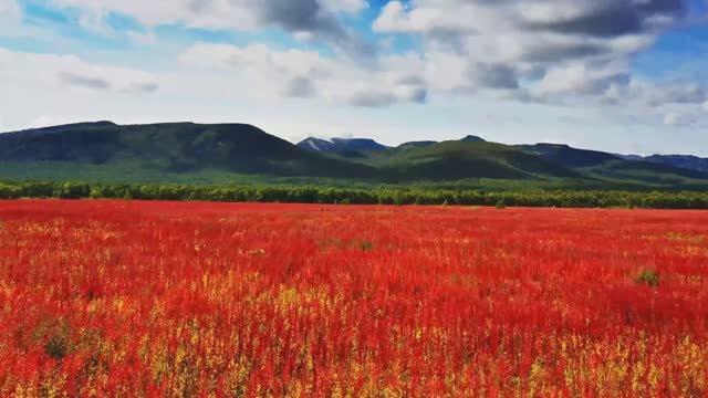 ЗАКОН И СВОБОДА