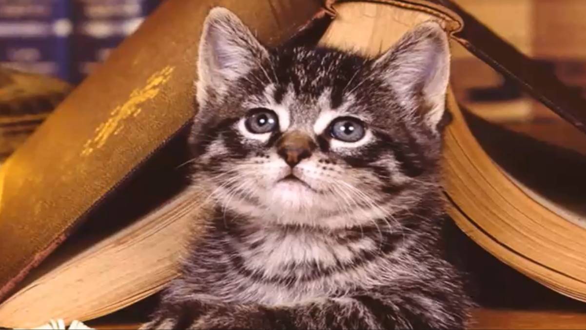 Разбор варианта (полный объём)