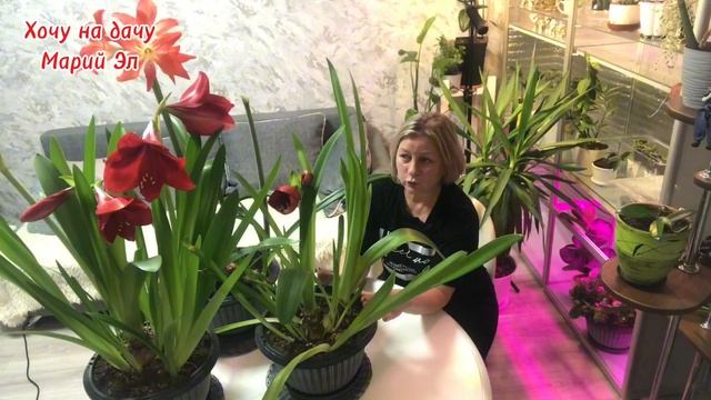Шикарное цветение гиппеаструма. Как я за ним ухаживаю.