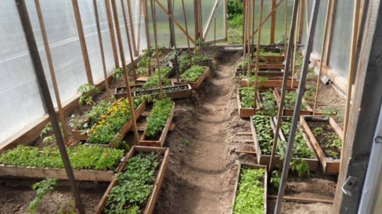 Обзор рассады.