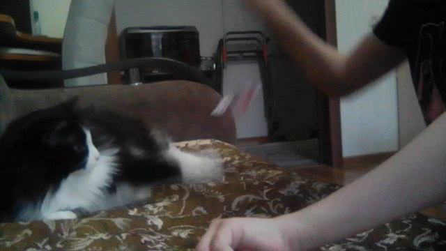 играю с кошкой 2 часть