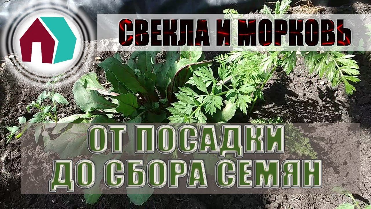 КАК СОБРАТЬ СЕМЕНА СВЕКЛЫ и МОРКОВИ СВОИМИ СИЛАМИ