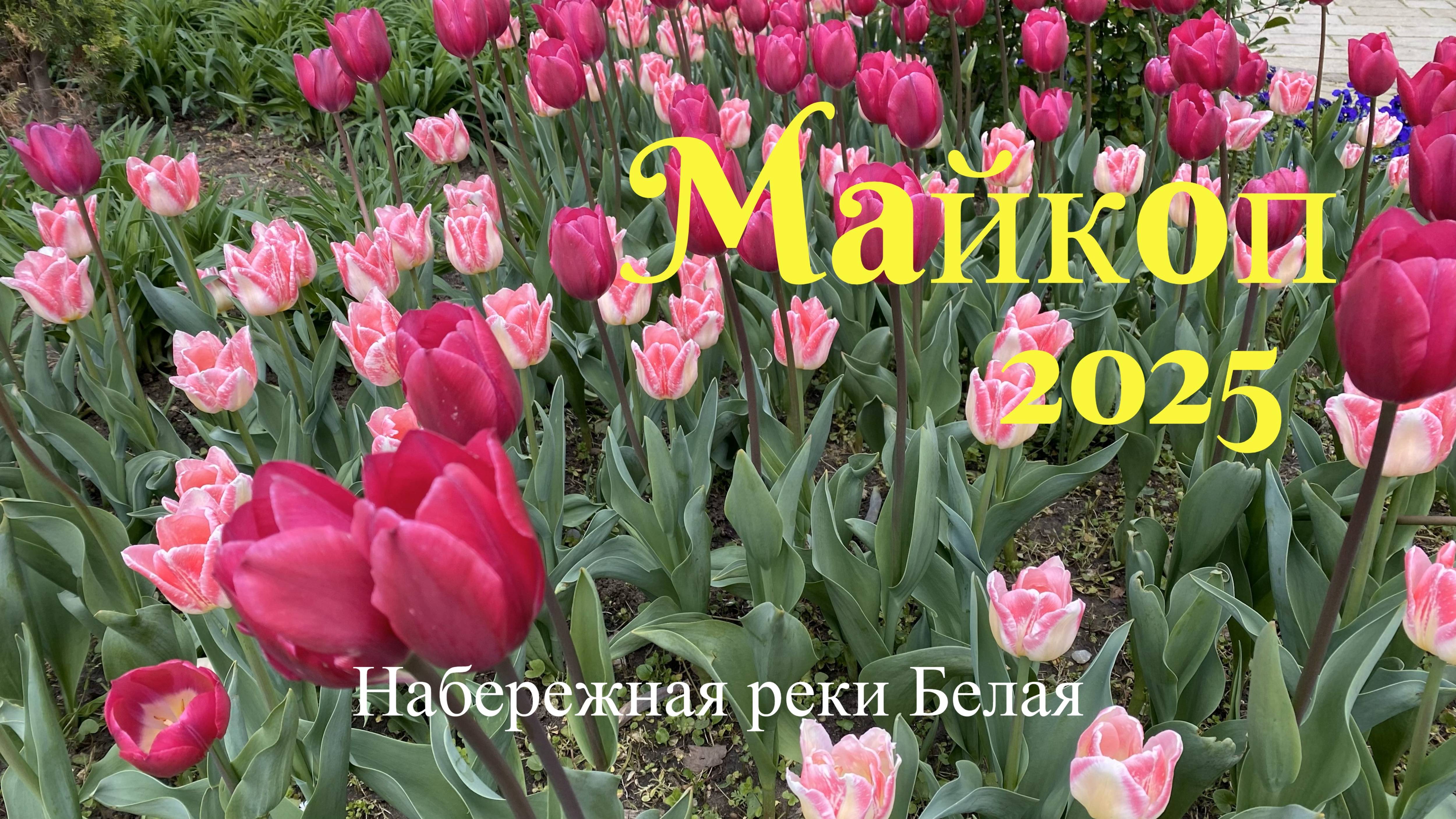 Майкоп 2025. Прогулка по центру. Набережная реки Белая