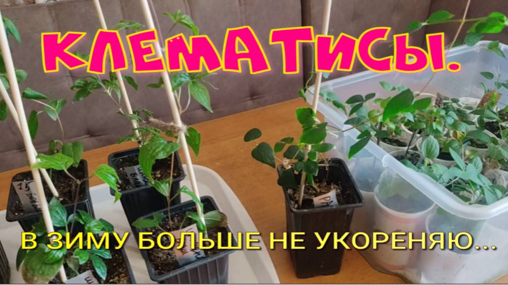 КЛЕМАТИСЫ В ЗИМУ БОЛЬШЕ НЕ УКОРЕНЯЮ... ПОЧЕМУ?