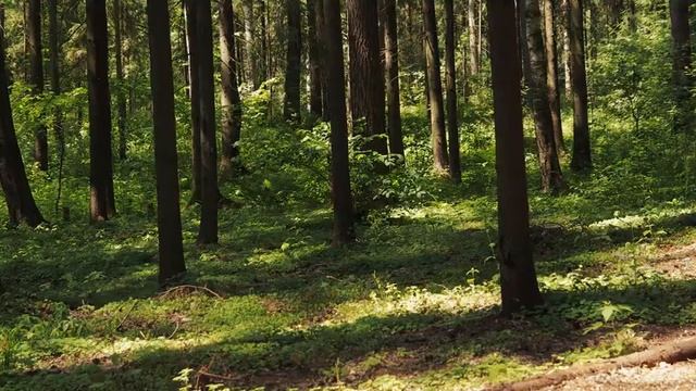 русская природа