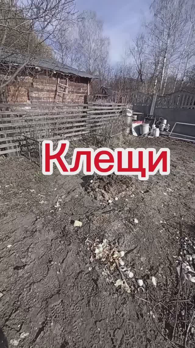 Клещи...клещи...заразы!