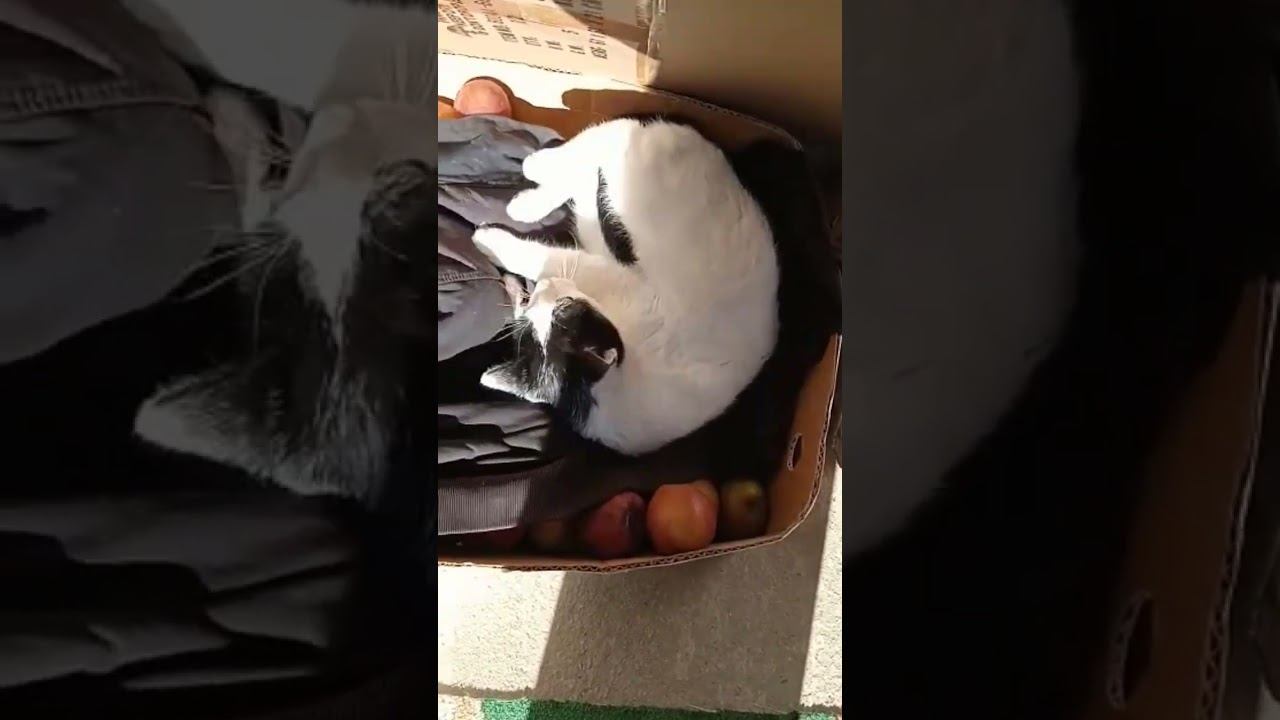 ой кажется я проспал завтрак