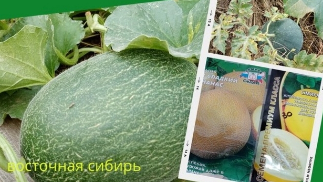 Дыни и арбузы  в Сибири в июле