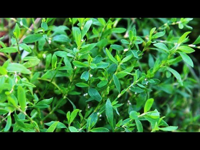 ГОРЕЦ ПТИЧИЙ, КАК ПОЧВОПОКРОВНАЯ ТРАВА