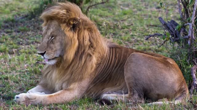 Африка 2011. Охота за охотниками. ФотоСафари в Кении. Сибиряки фотографируют. Фотоальбом.