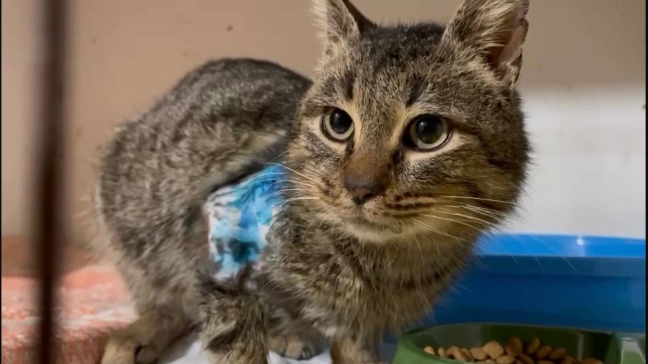 Кот Мишка никогда не знал ласки