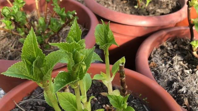 Весна в теплице: прощай мороз! Здравствуй, рассада!