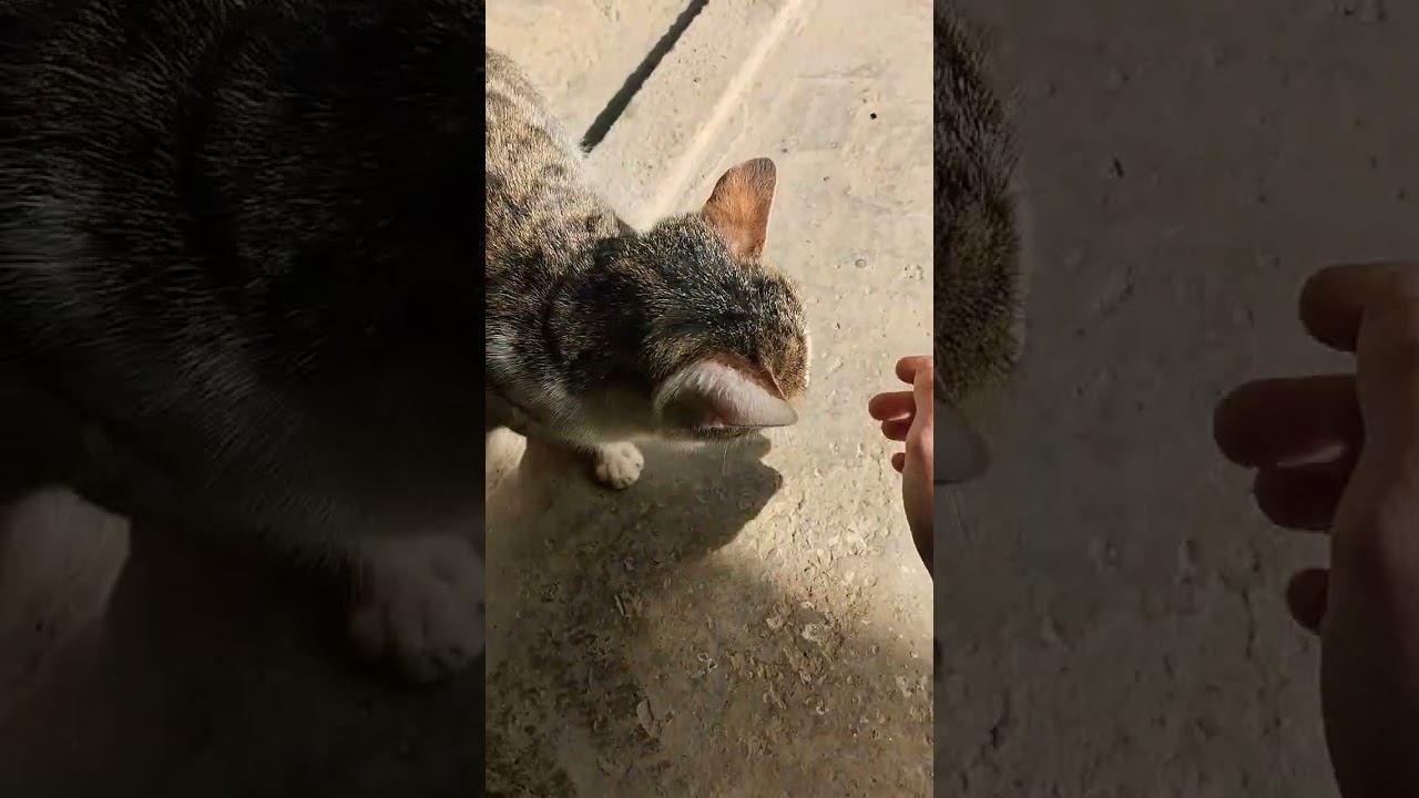 9 февраля 2024 г.мои котэйки