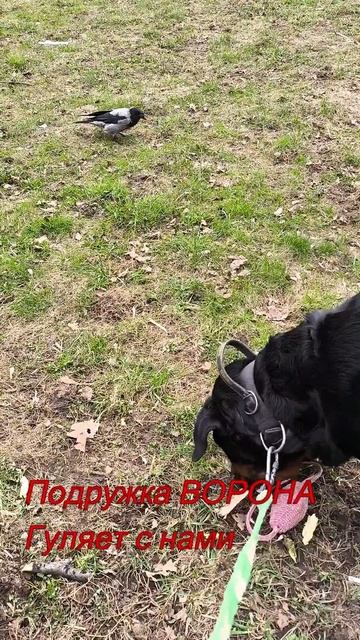 #Shorts Смелая ворона гуляет с нами #забавныеживотные