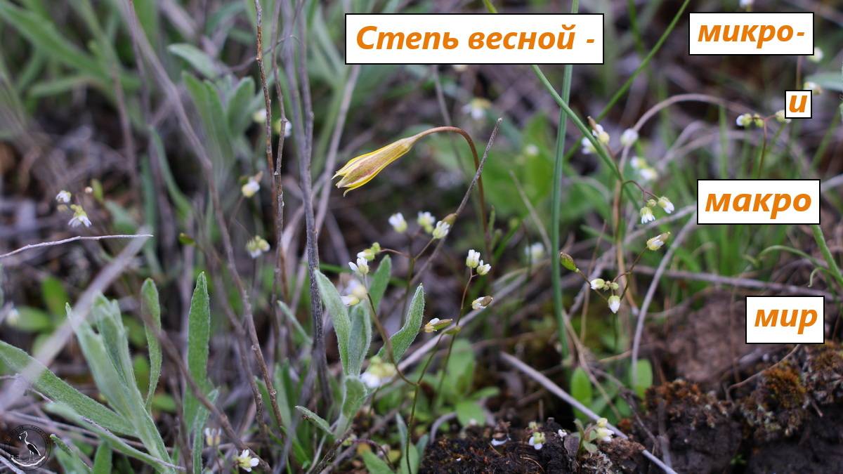 Степь весной: микро- и макромир. Ростовская область, середина апреля 2025