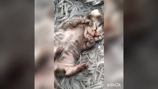 Подборка прикольных кличек для котов